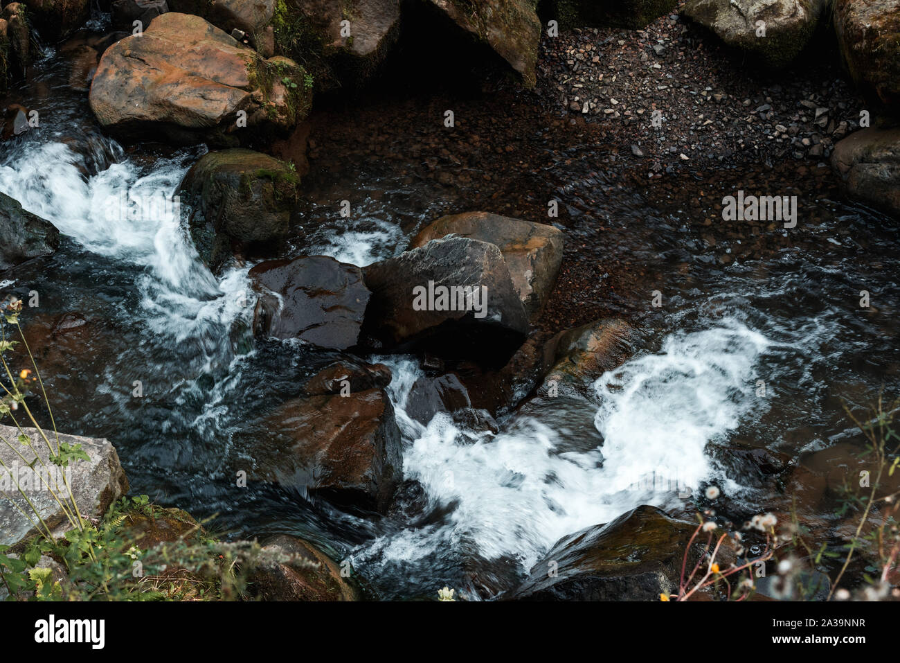 Brook in forest hi-res stock photography and images - Alamy