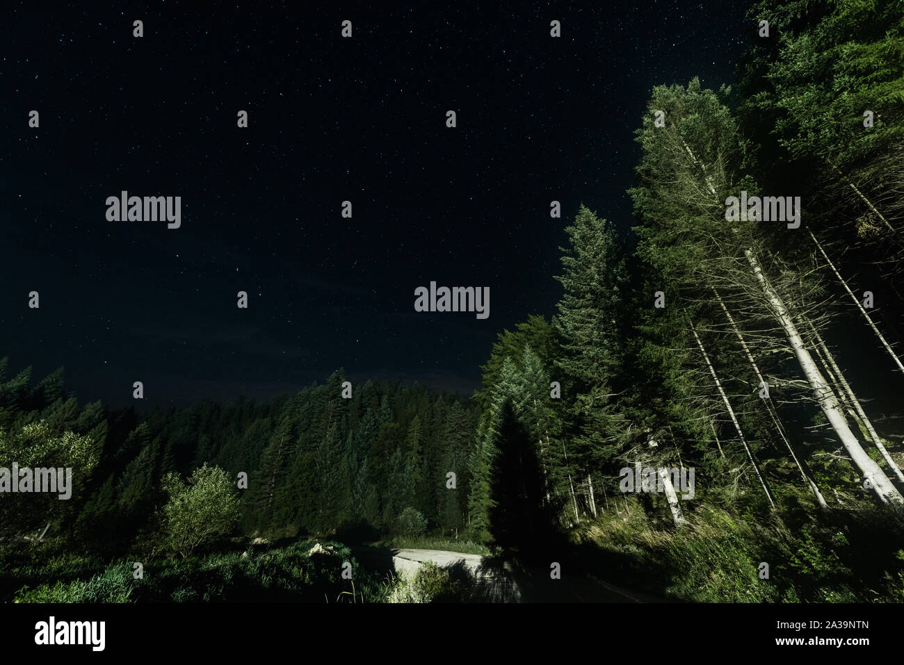 low angle view of green trees against night sky with shining stars ...