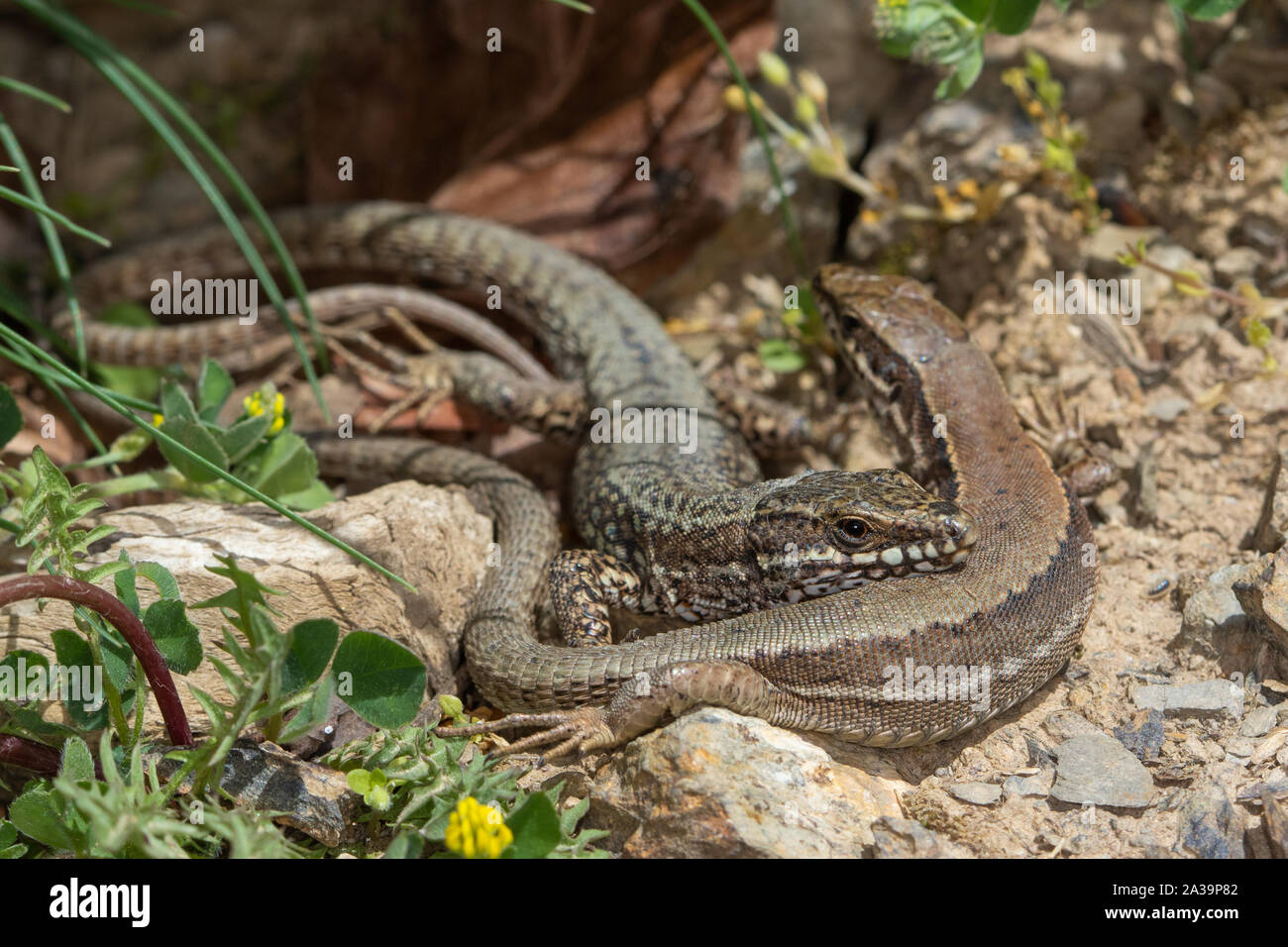 male and female Common Wall Lizards (Podarcis muralis), Picos de Europa ...