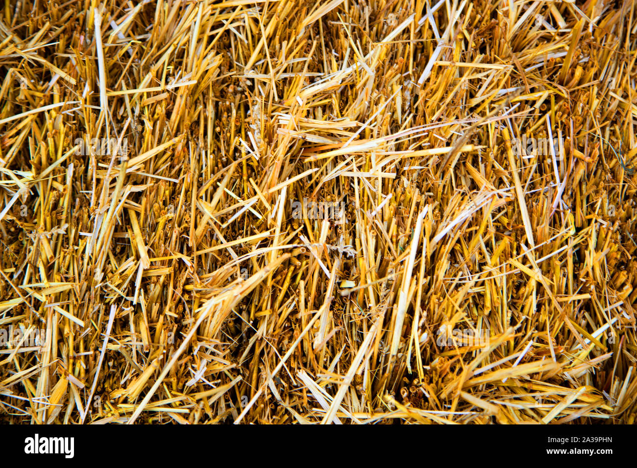 straw, dry straw texture background, vintage style for design Stock ...