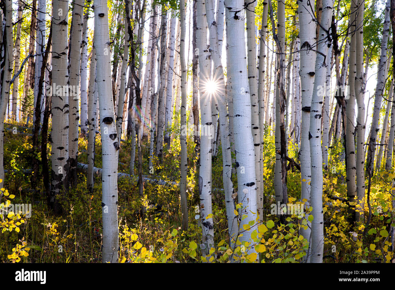 Colorado fall aspen vail hi-res stock photography and images - Alamy