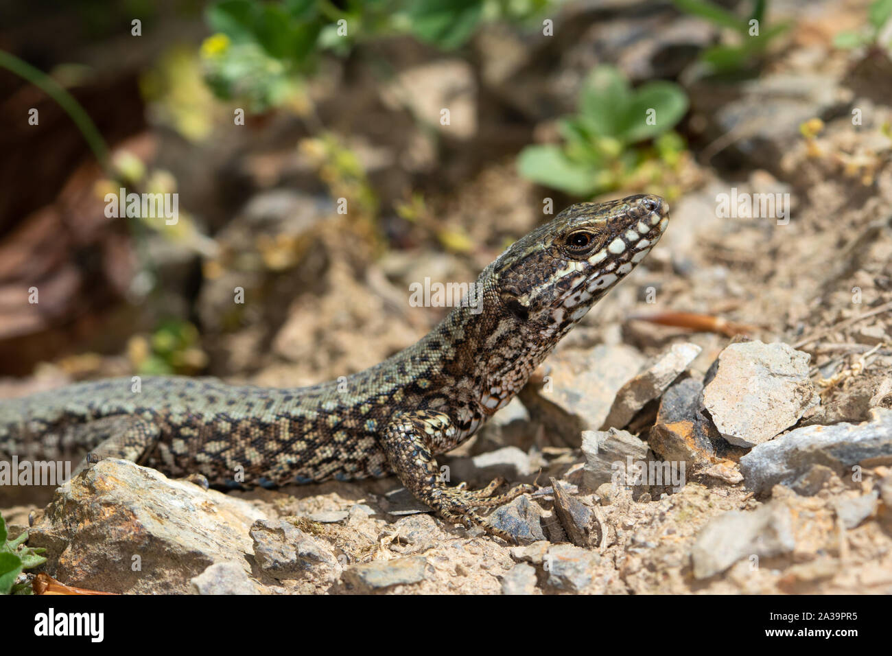 Common Wall Lizard (Podarcis muralis), Picos de Europa, Spain Stock ...