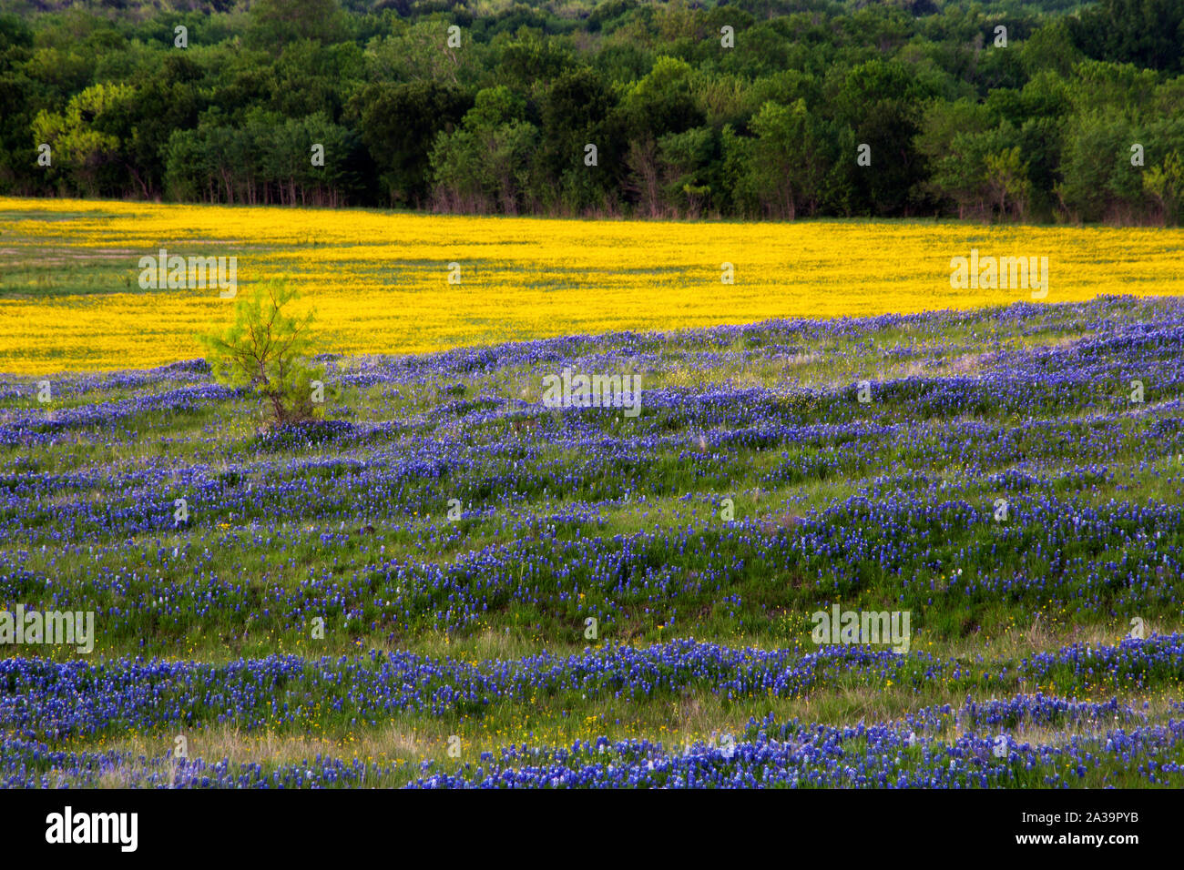 Blue purple wildflowers hi-res stock photography and images - Alamy