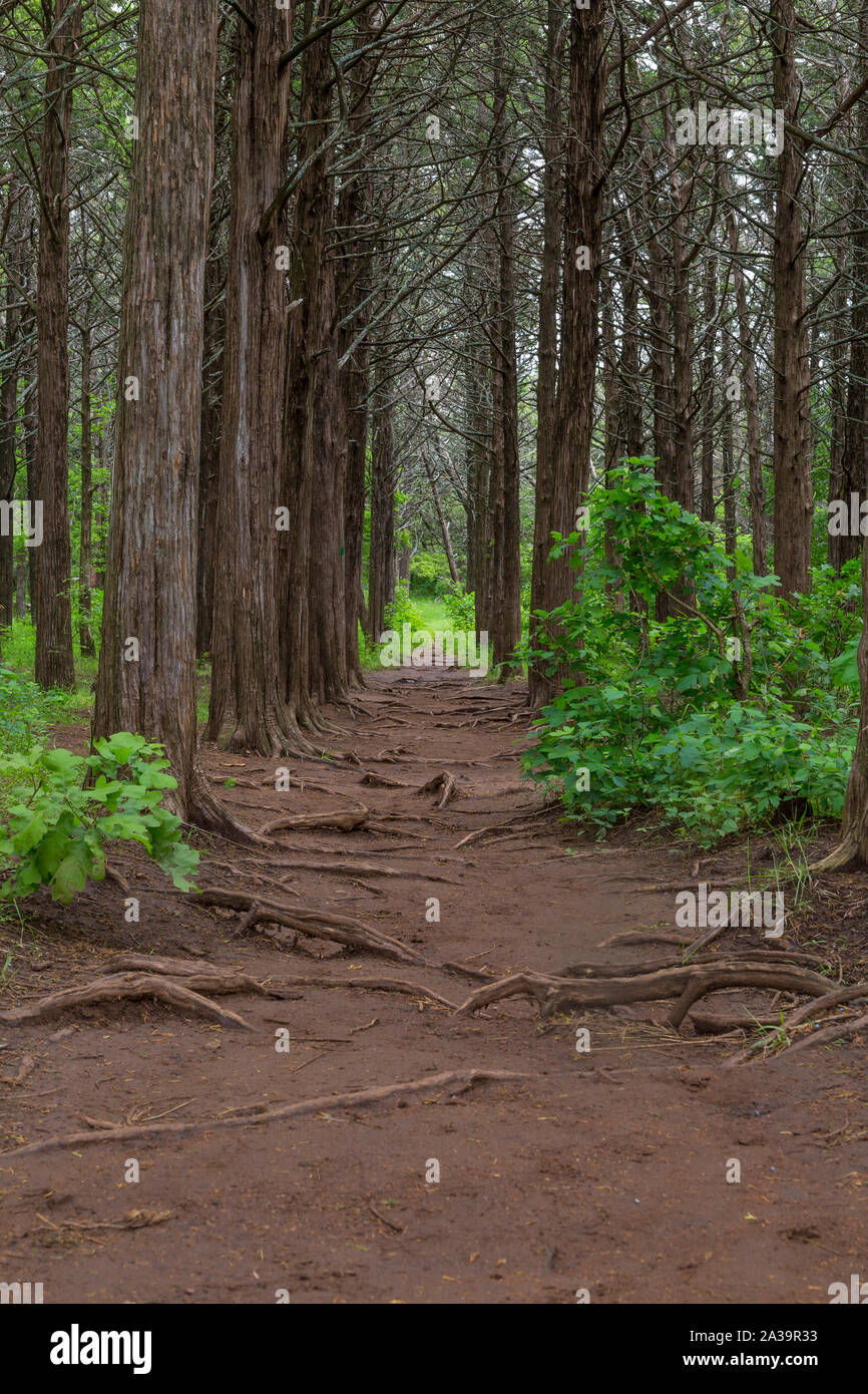 Pathway Through the Trees in the Parallel Forest, Whitchita Wildlife ...