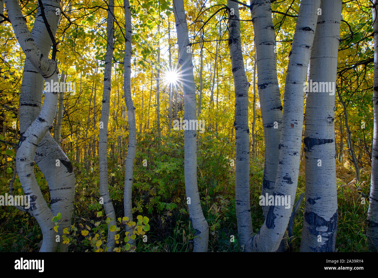 Autumn Aspen Scene Stock Photo - Alamy