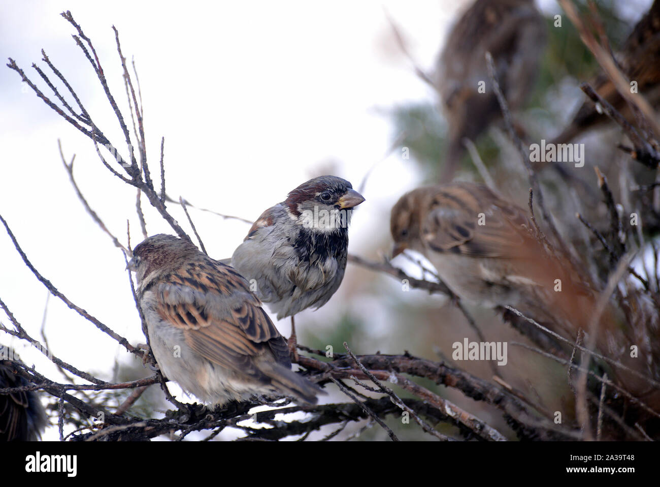Starving birds hi-res stock photography and images - Alamy