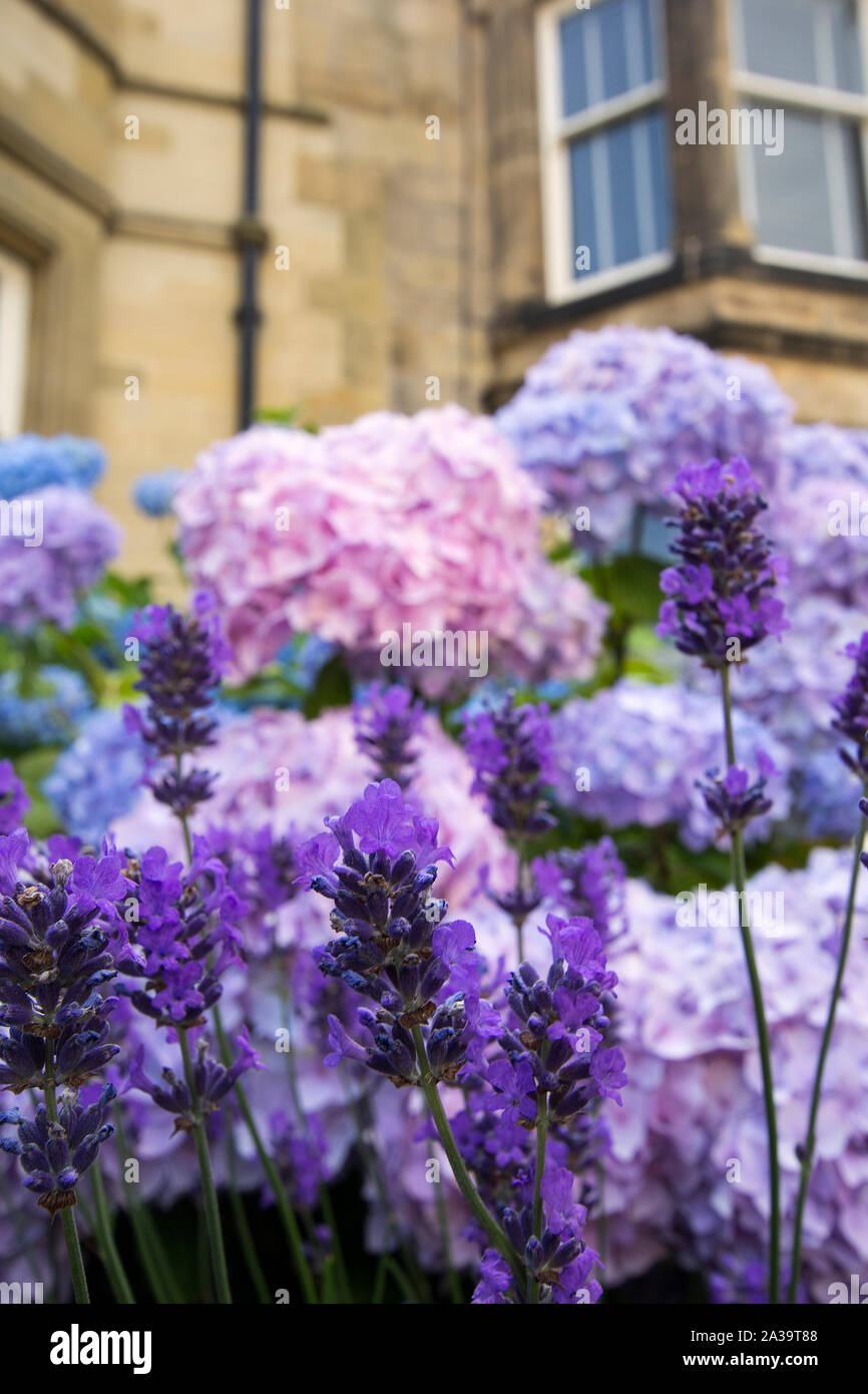 Blue hydrangea fence hi-res stock photography and images - Alamy