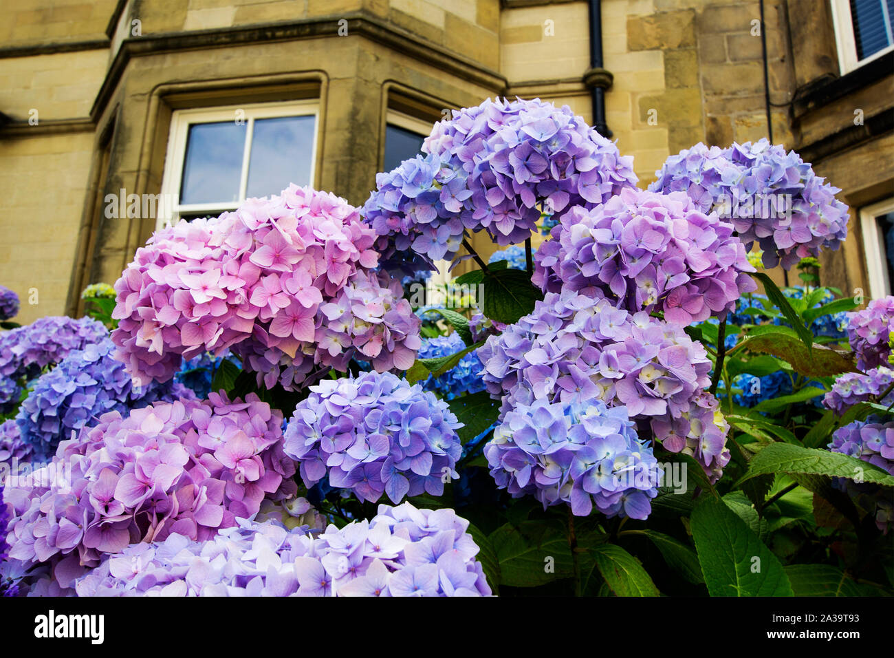 Blue hydrangea fence hi-res stock photography and images - Alamy