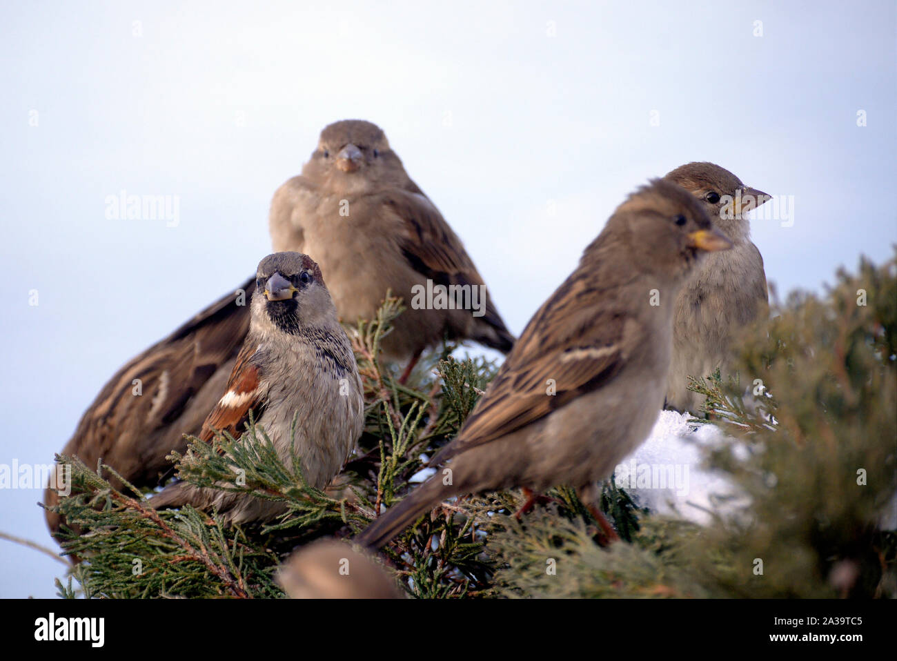 Group of sparrows on tree hi-res stock photography and images - Alamy