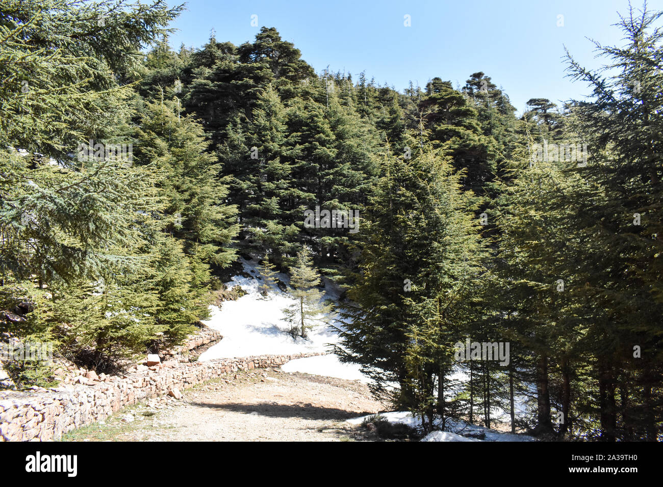 Atlas Cedar Forest in Mount Chelia in the Aures mountains in Algeria ...