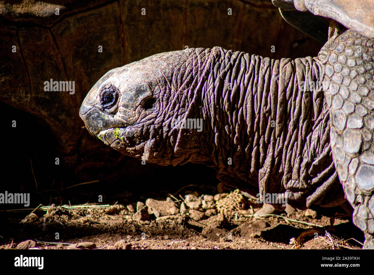 Close up of giant Seychelles tortoise bathing at sunset while eating ...