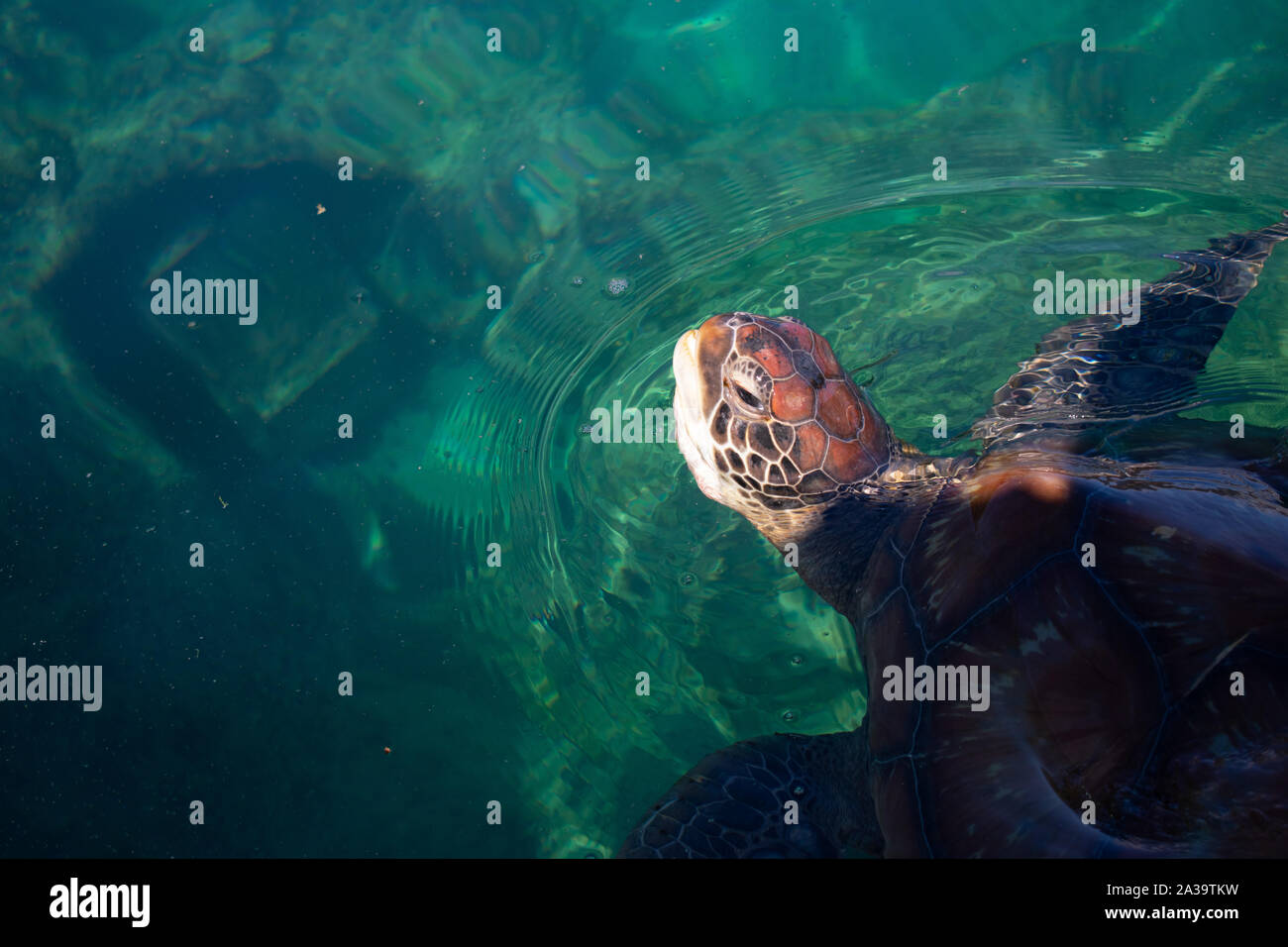 Head peaking out hi-res stock photography and images - Alamy
