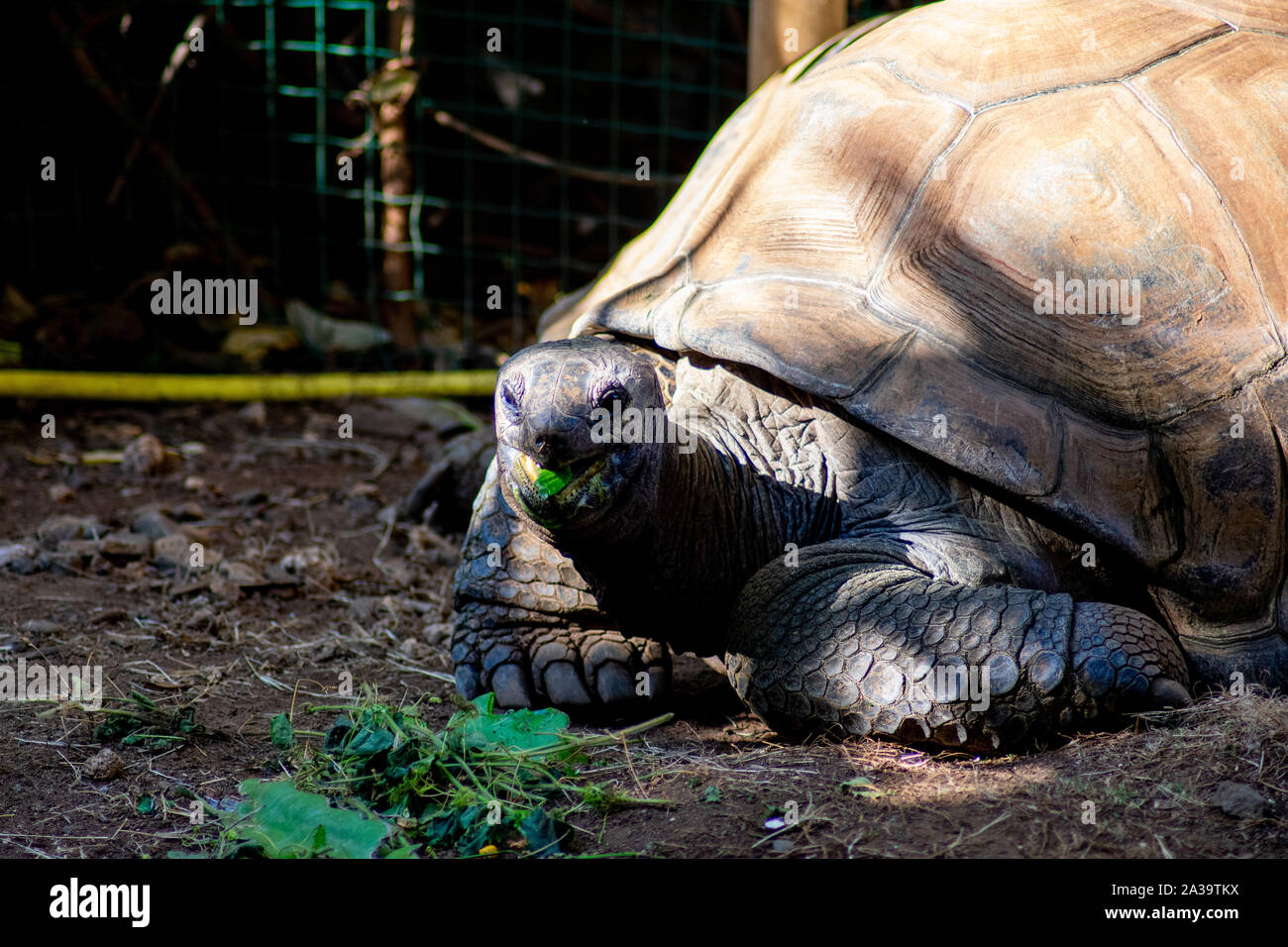 Side view of giant Seychelles tortoise bathing at sunset while eating ...