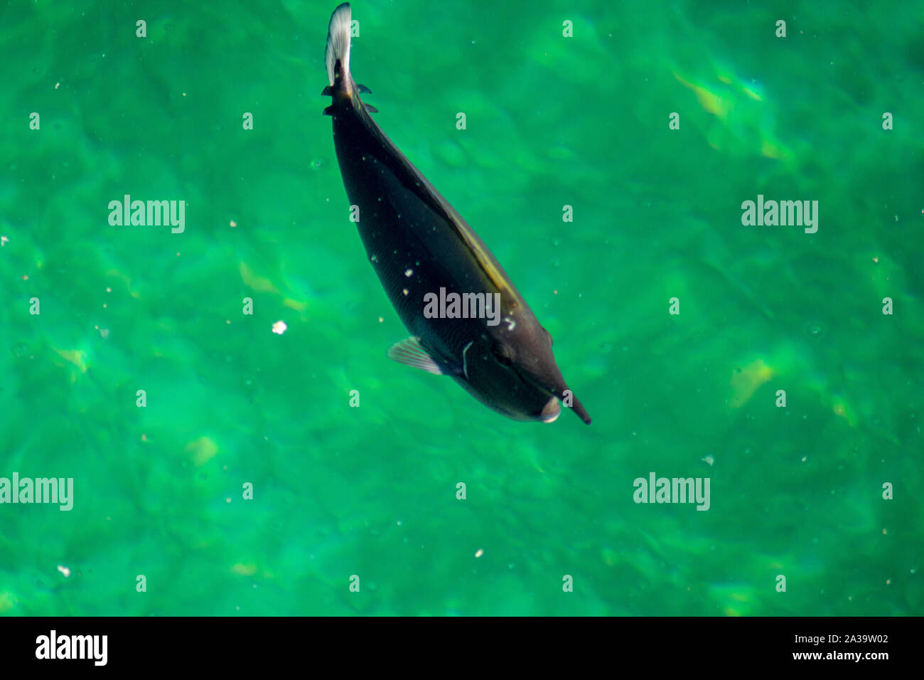Young short-nose unicornfish swimming against green background Stock ...