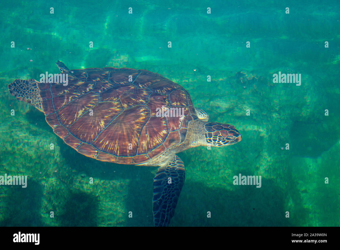 Green sea turtle swimming in lagoon hi-res stock photography and images ...