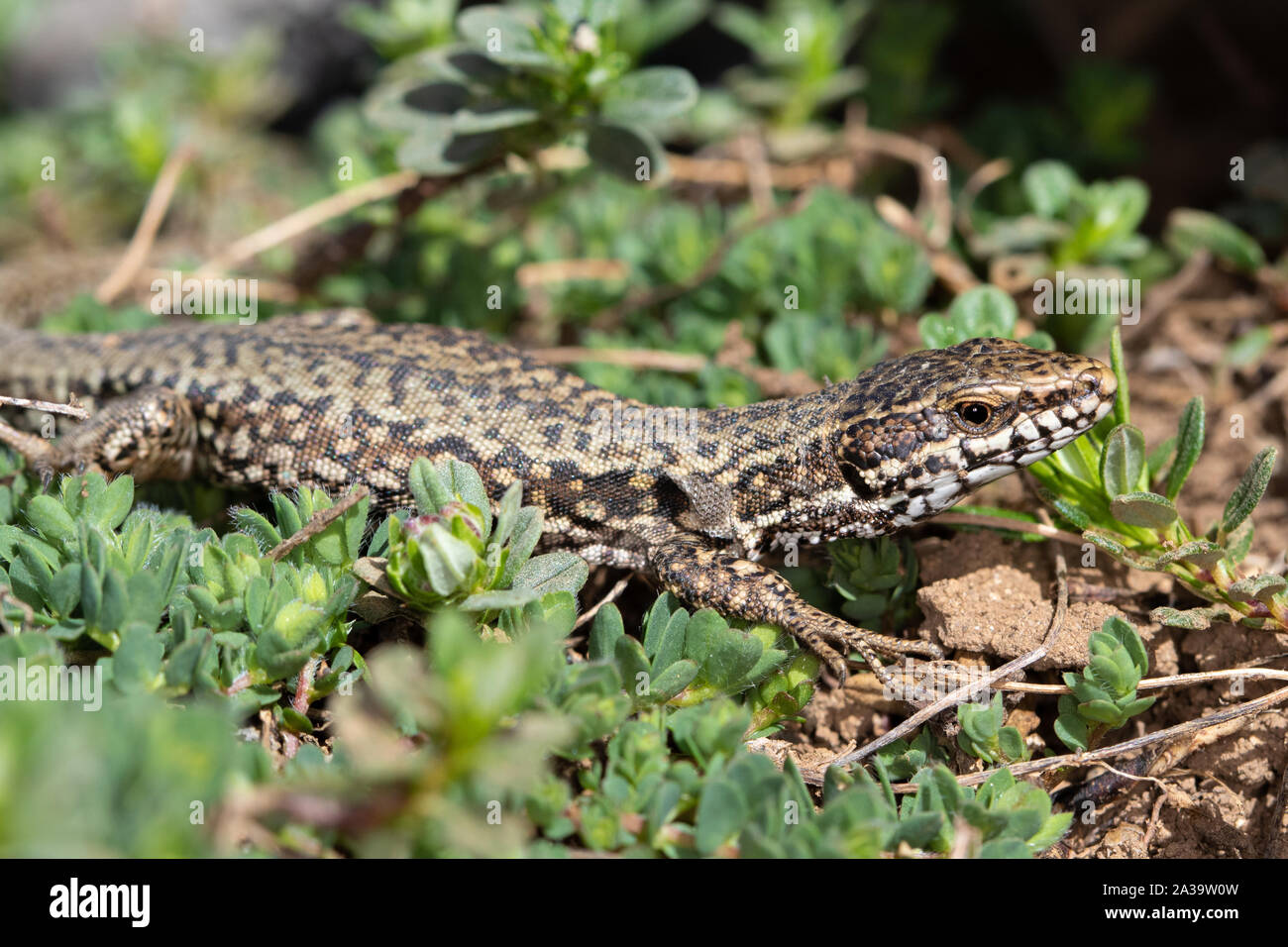 Common Wall Lizard (Podarcis muralis), Picos de Europa, Spain Stock ...