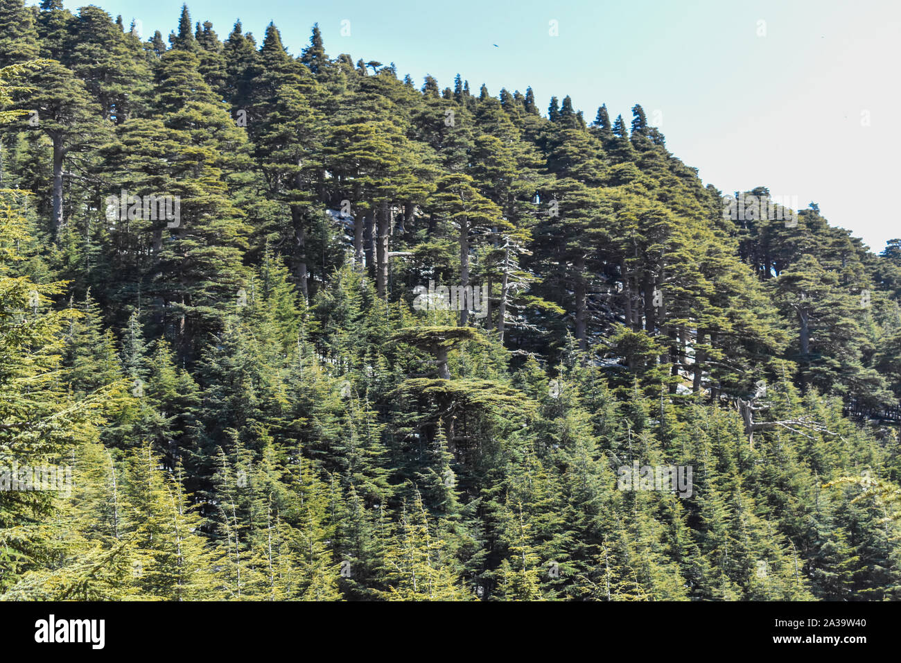 Atlas Cedar Forest in Mount Chelia in the Aures mountains in Algeria ...