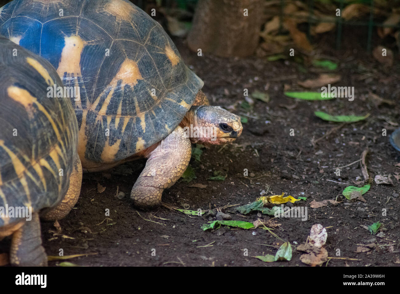 Angry turtle hi-res stock photography and images - Alamy