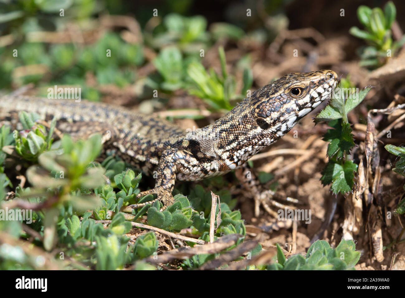 Common Wall Lizard (Podarcis muralis), Picos de Europa, Spain Stock ...