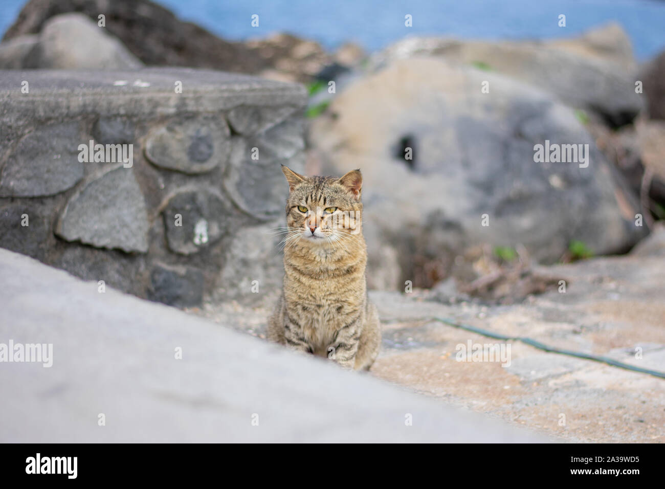 Grumpy brown stripped wild cat against blurry harbor background Stock ...
