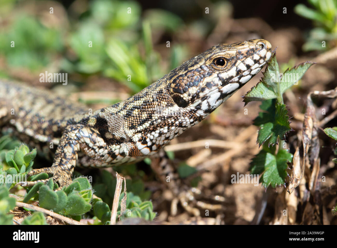 Common Wall Lizard (Podarcis muralis), Picos de Europa, Spain Stock ...