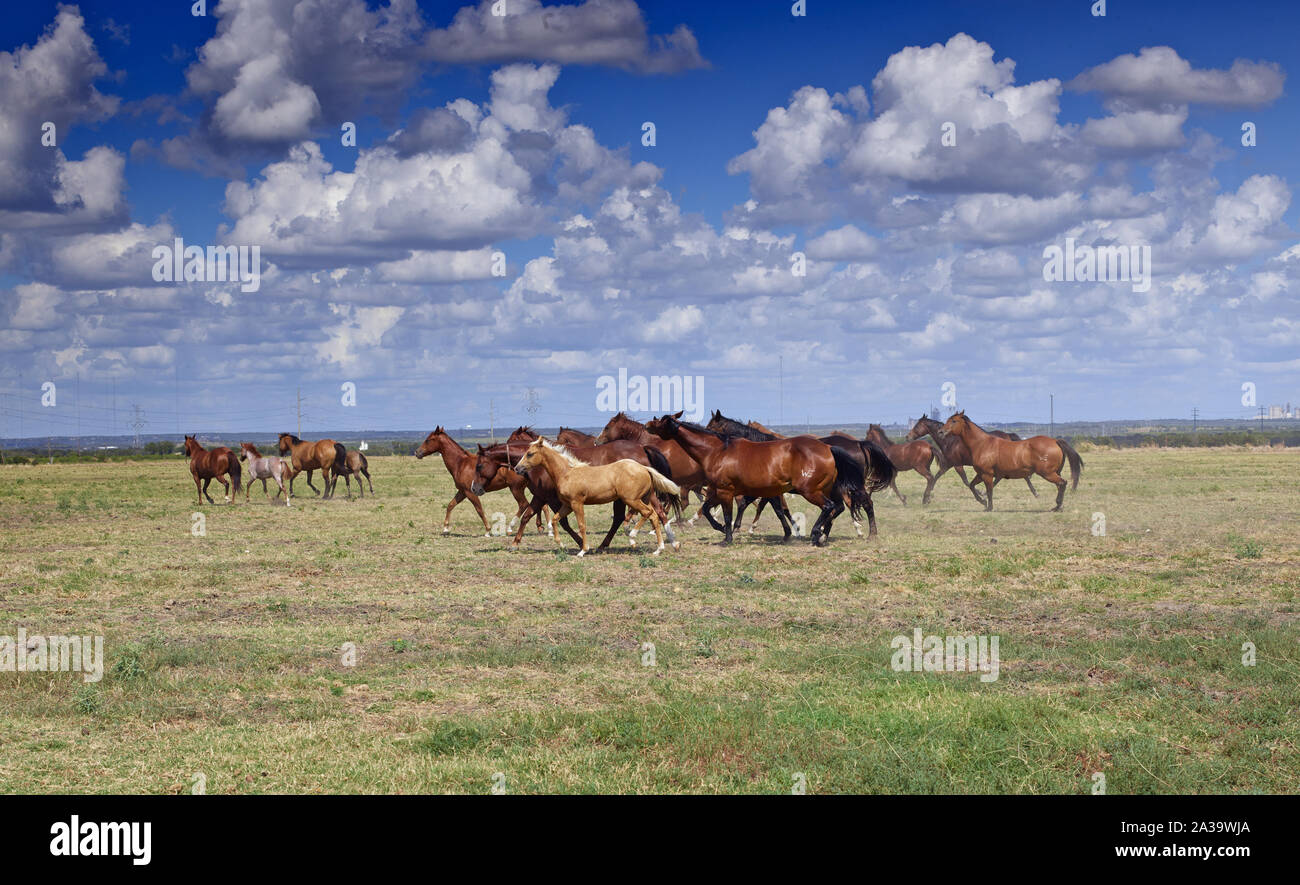Scene from the Cannon Quarter Horse ranch near the town of Venus in ...