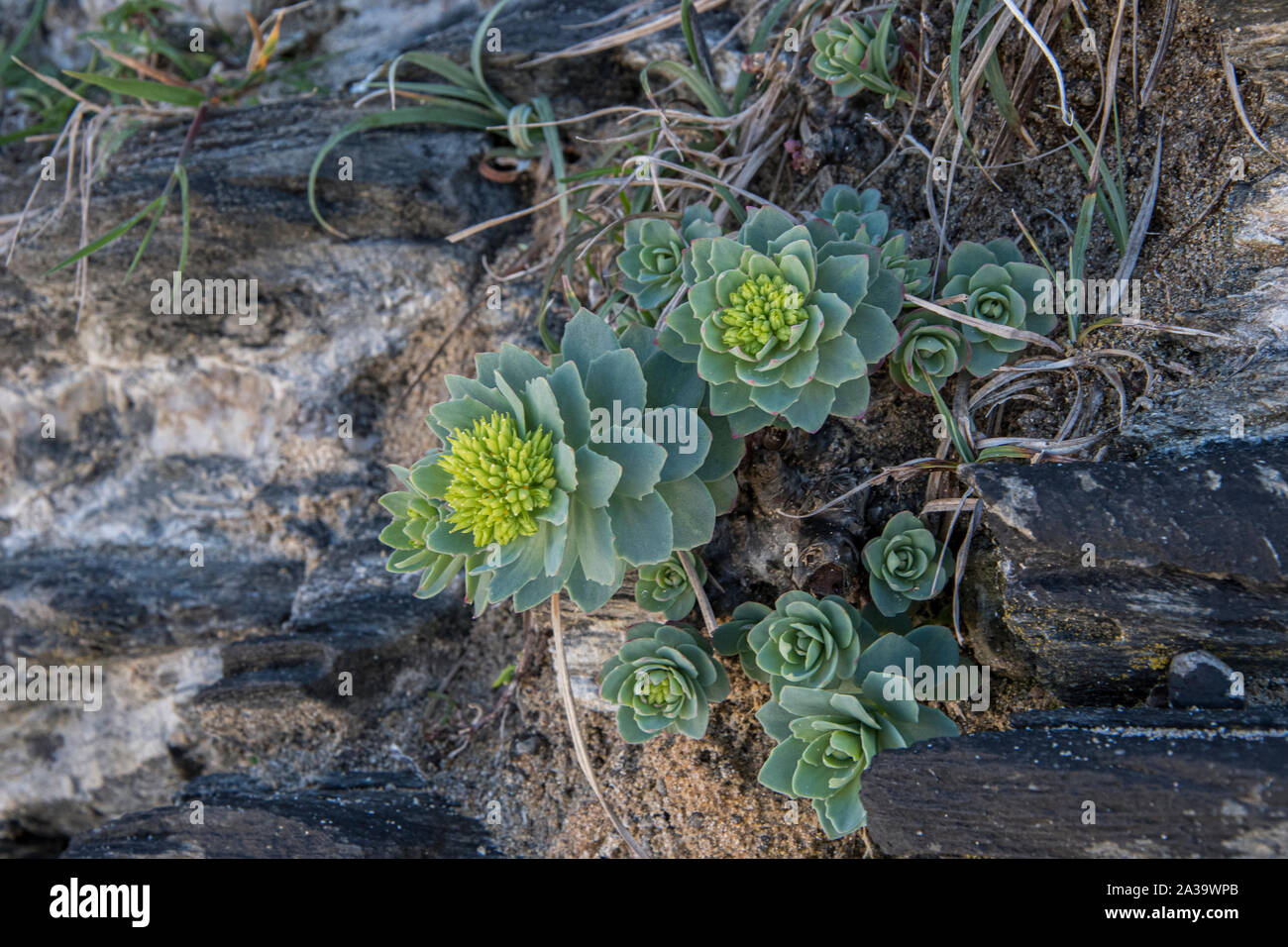 Roseroot (Sedum rosea) growing on stone wall, Sanaigmore, Islay, Inner ...
