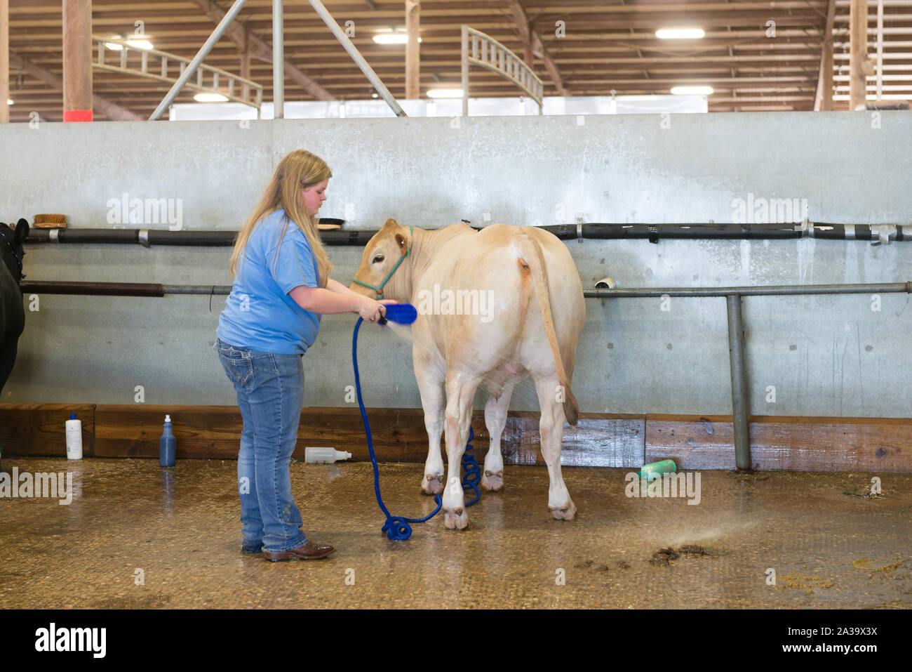 Livestock austin hi-res stock photography and images - Alamy