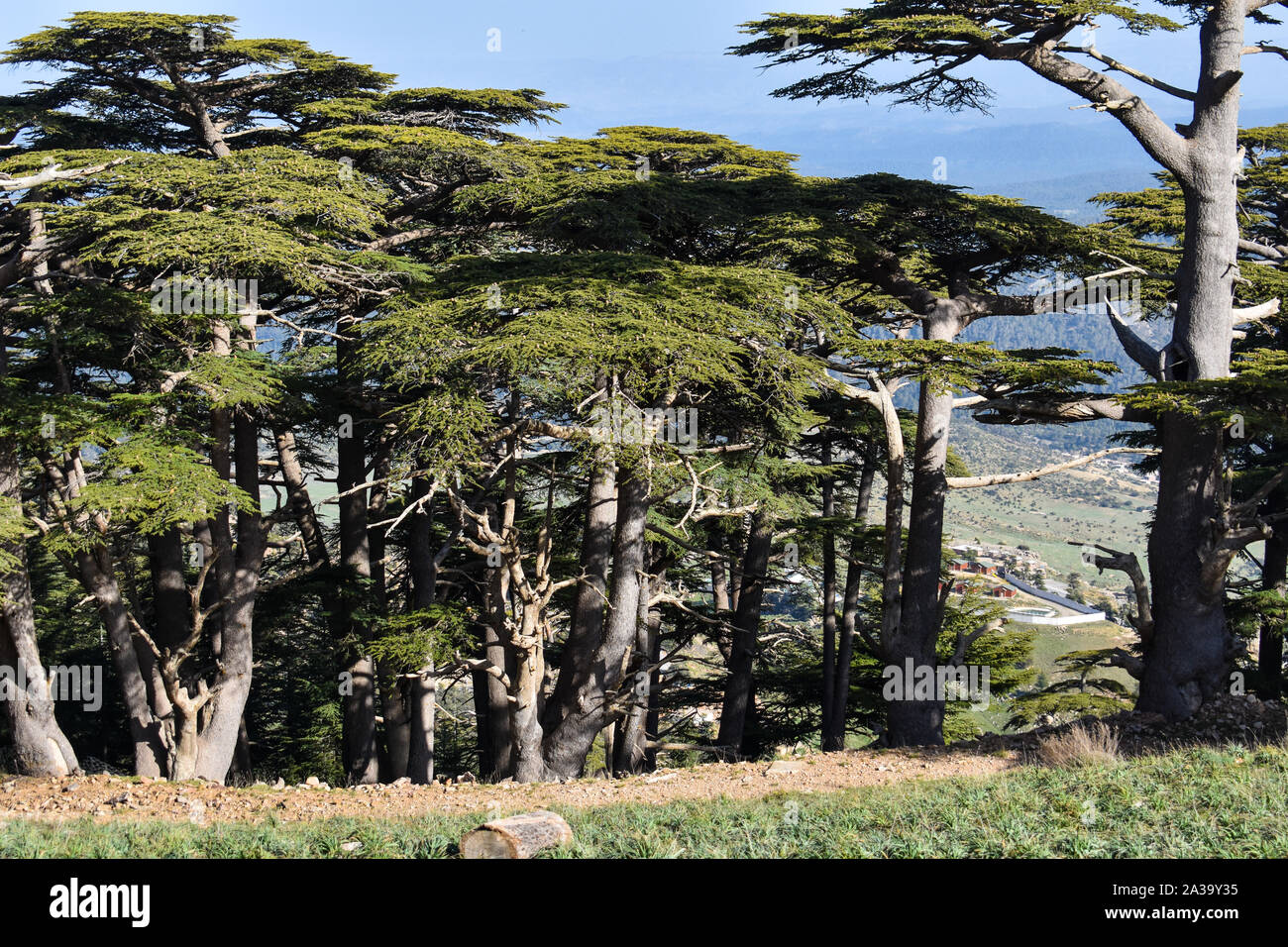 Atlas Cedar Forest in Mount Chelia in the Aures mountains in Algeria ...