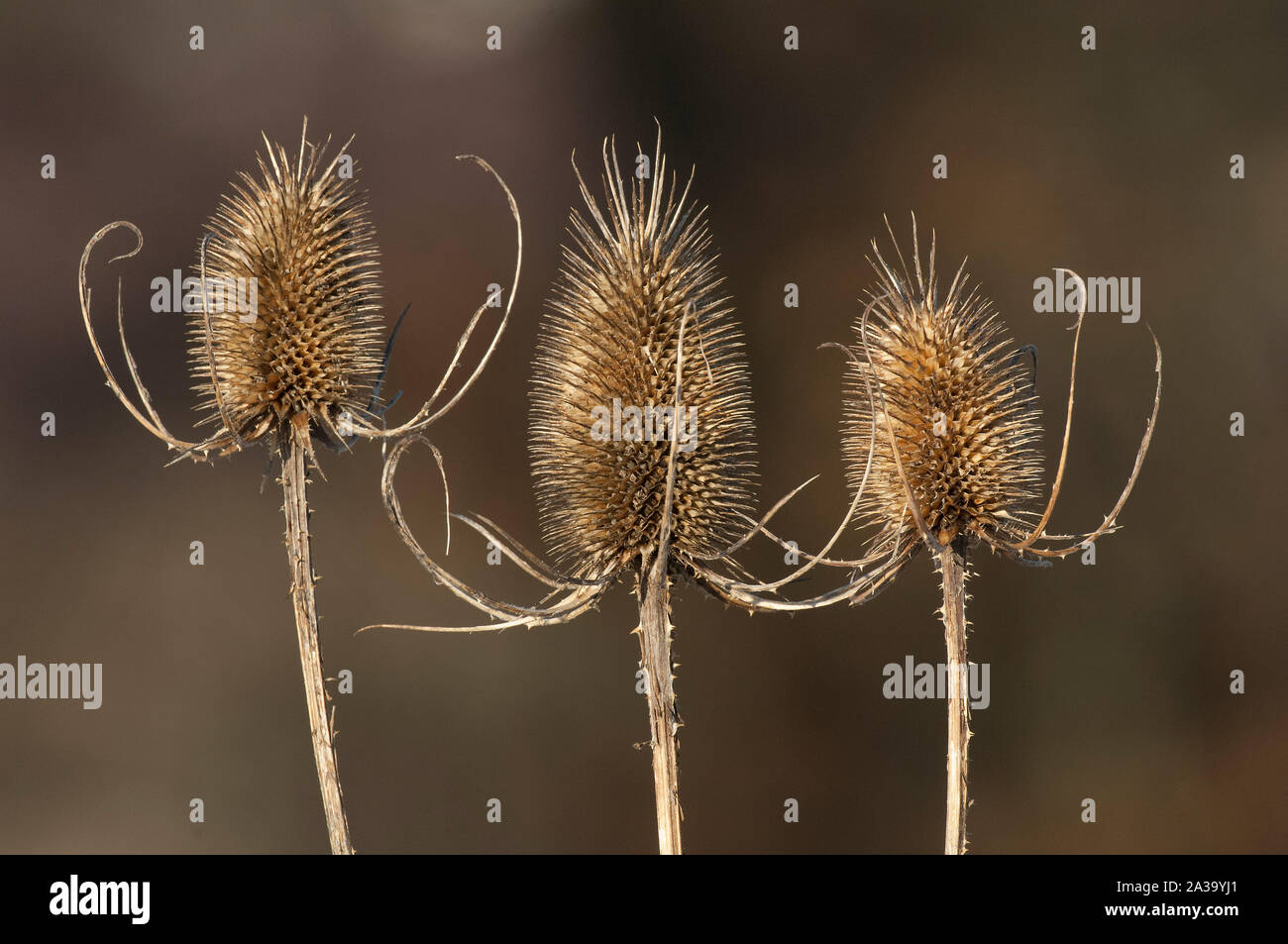 Dipsacus Fullonum Teasel Heads High Resolution Stock Photography and ...