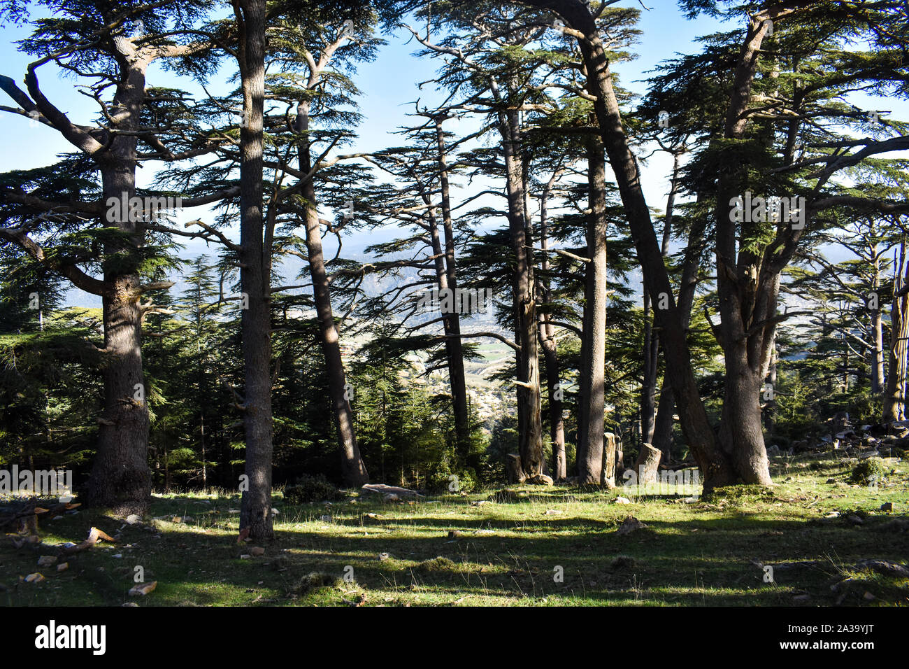 Atlas Cedar Forest in Mount Chelia in the Aures mountains in Algeria ...