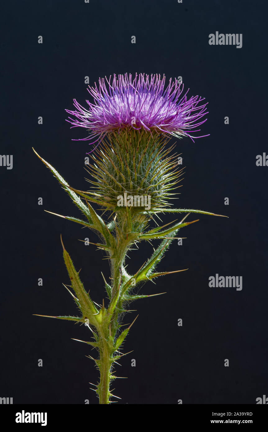 Spear thistle flora wildlife hi-res stock photography and images - Alamy