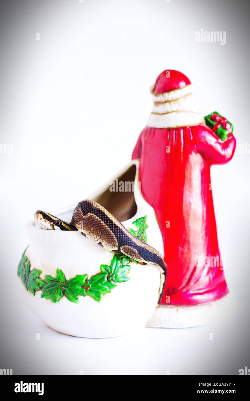 A snake popping out of a Christmas decoration Stock Photo - Alamy