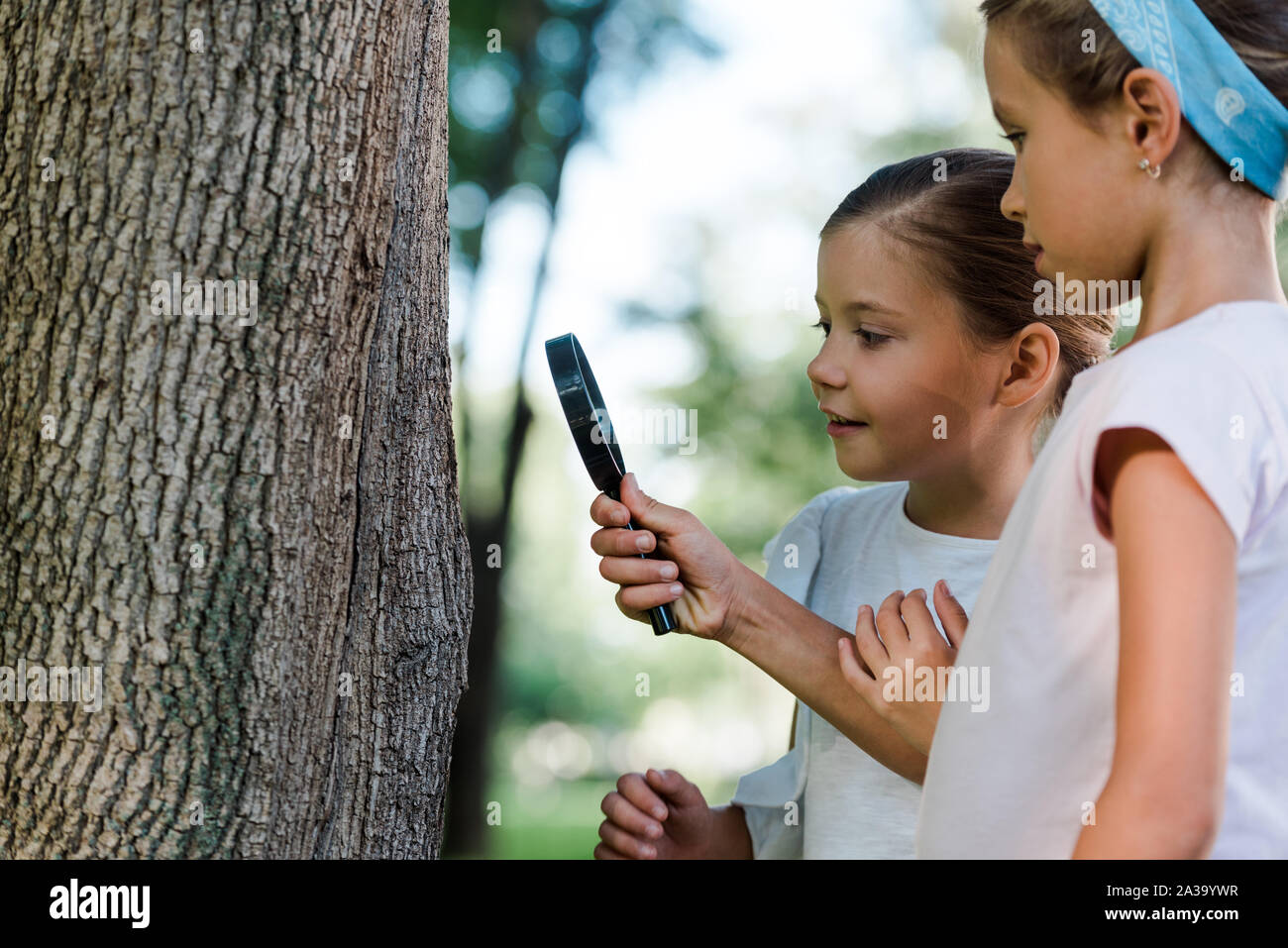 cute kids looking at three trunk through magnifier outside Stock Photo ...