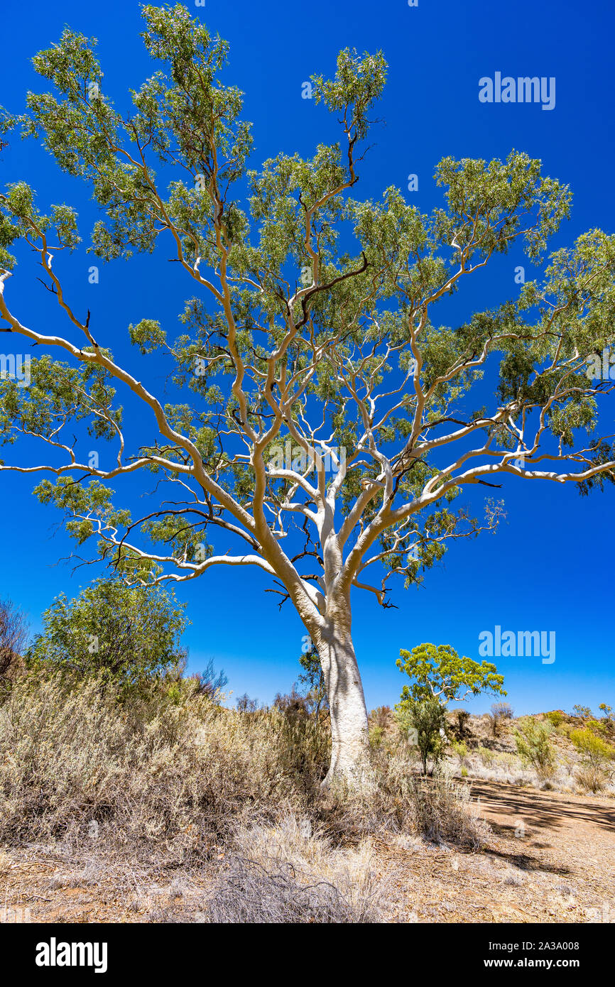 The largest and oldest ghost gum tree in Australia sits within the East ...