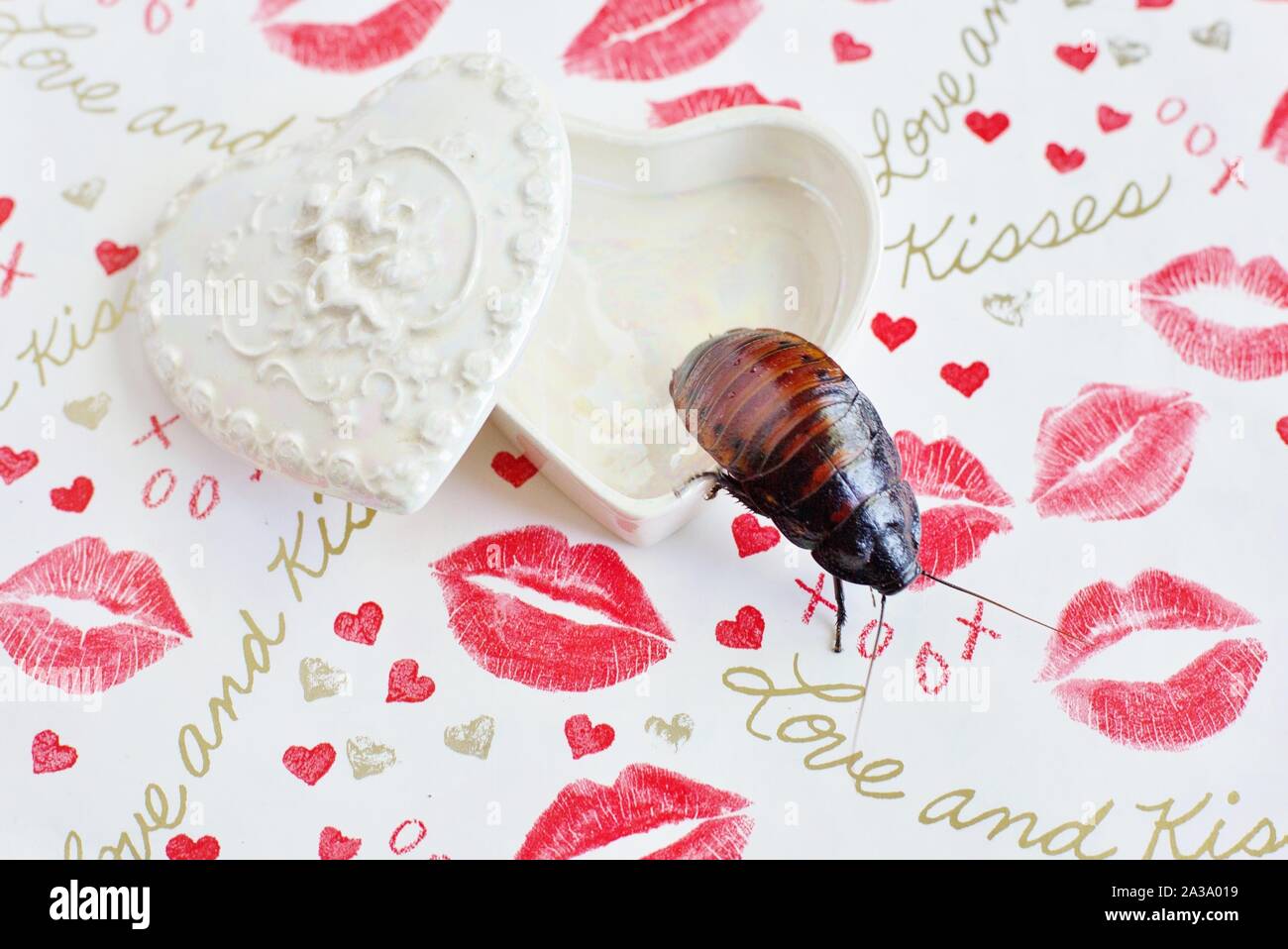 A cockroach emerging from a heart shaped box Stock Photo - Alamy