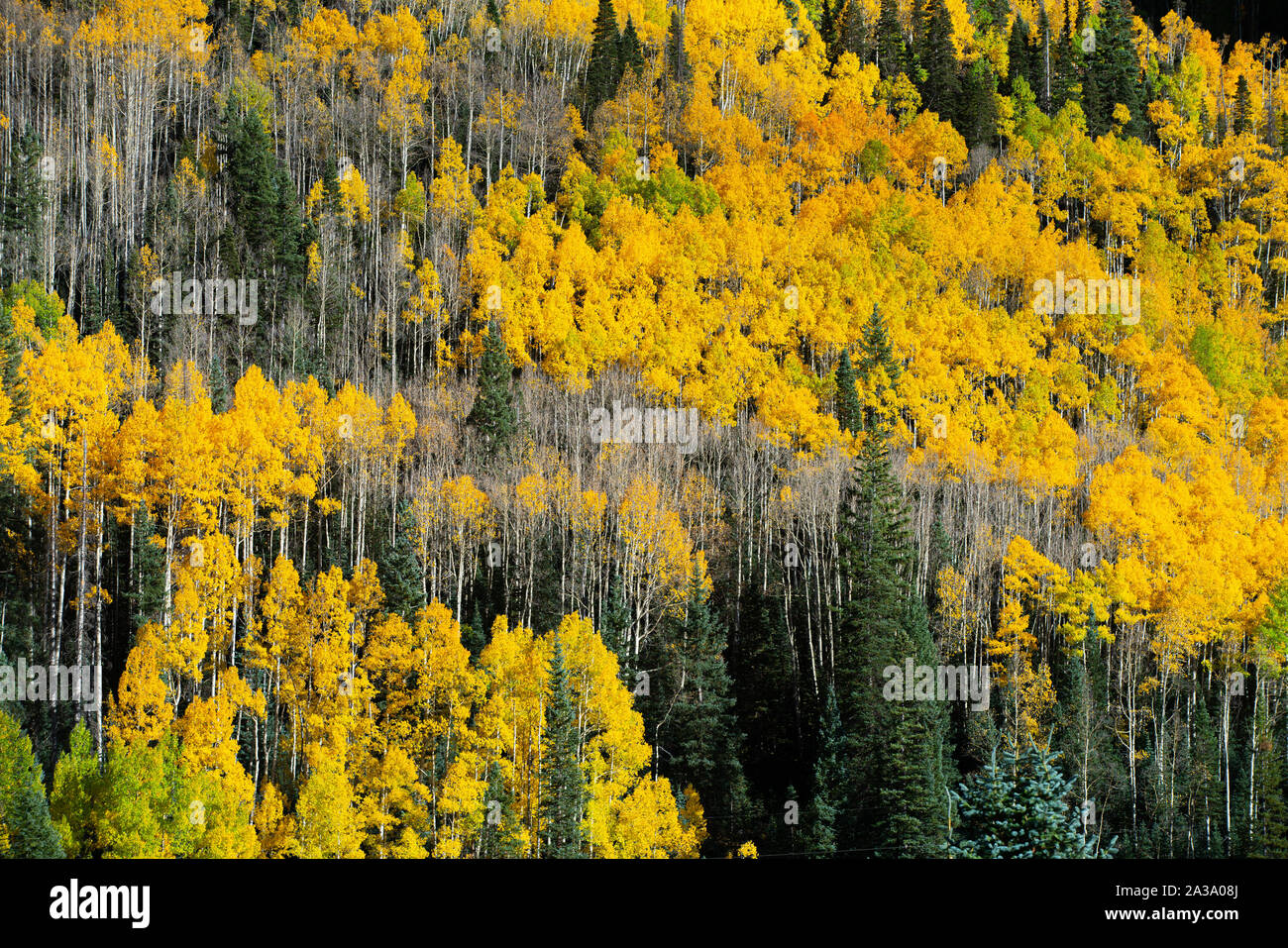Autumn Aspen Scene Stock Photo - Alamy
