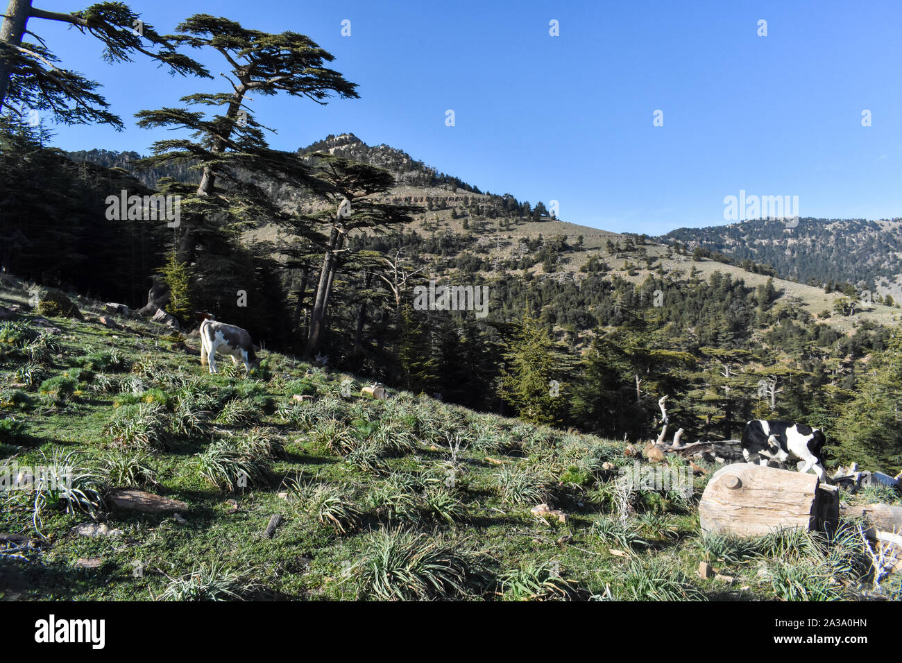 Atlas Cedar Forest in Mount Chelia in the Aures mountains in Algeria ...