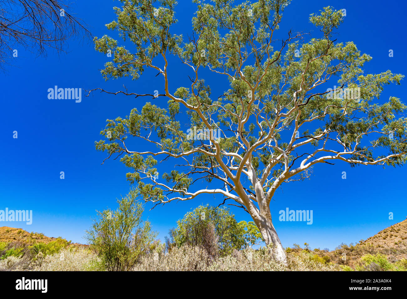 Ghost gum tree desert hi-res stock photography and images - Alamy