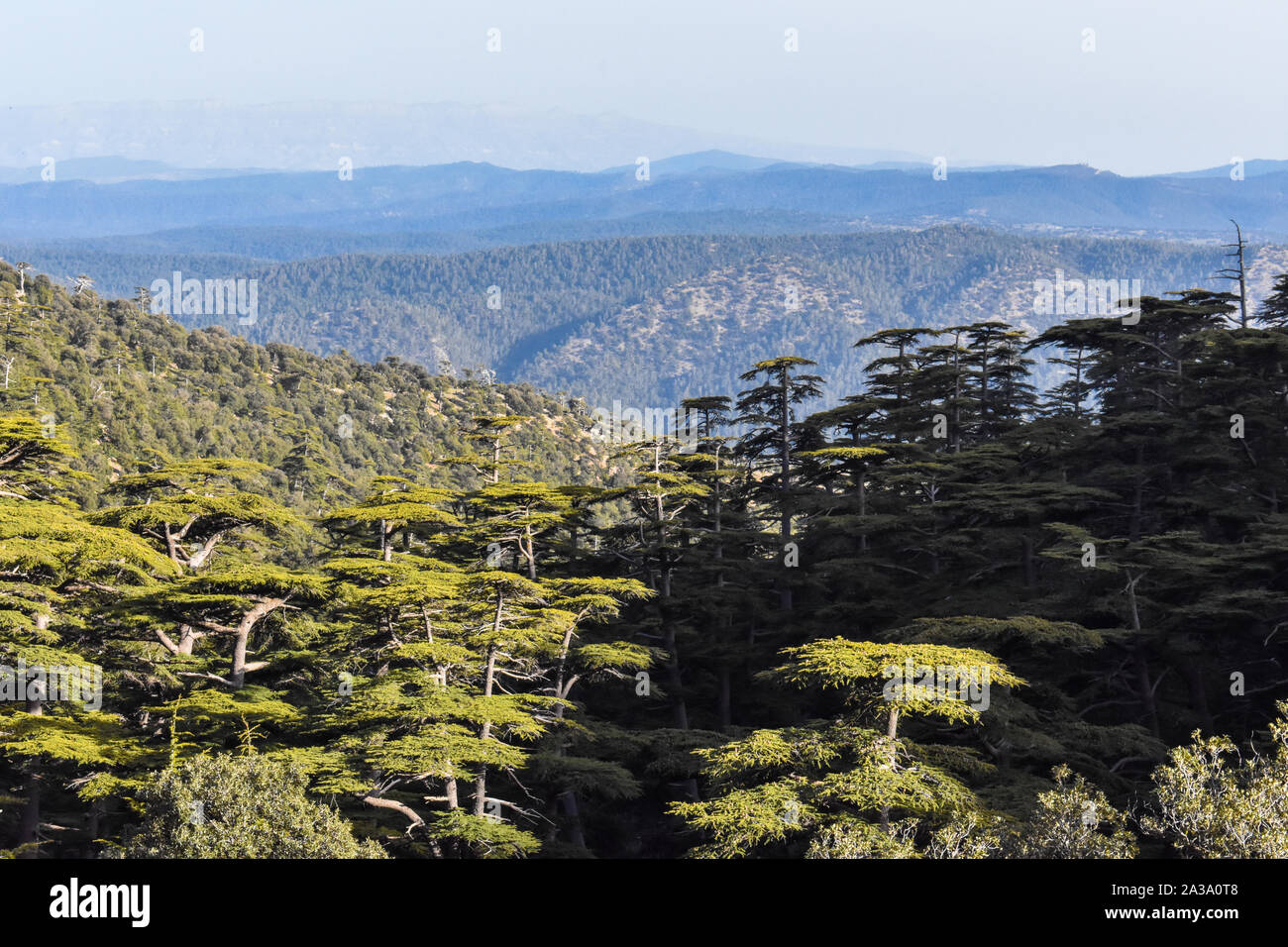 Atlas Cedar Forest in Mount Chelia in the Aures mountains in Algeria ...