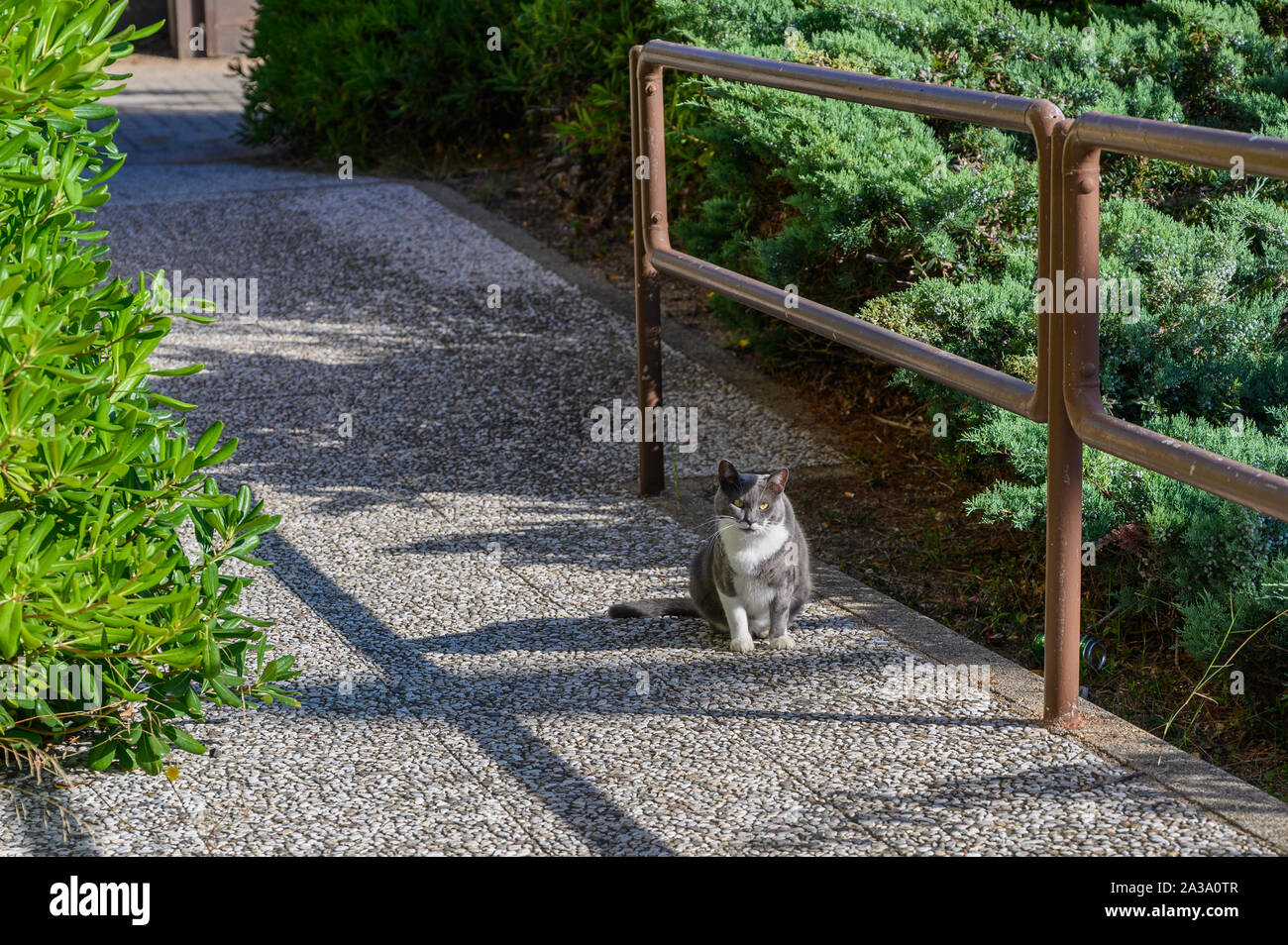 Cat sits on the footpath against the background of bushes and looks ...