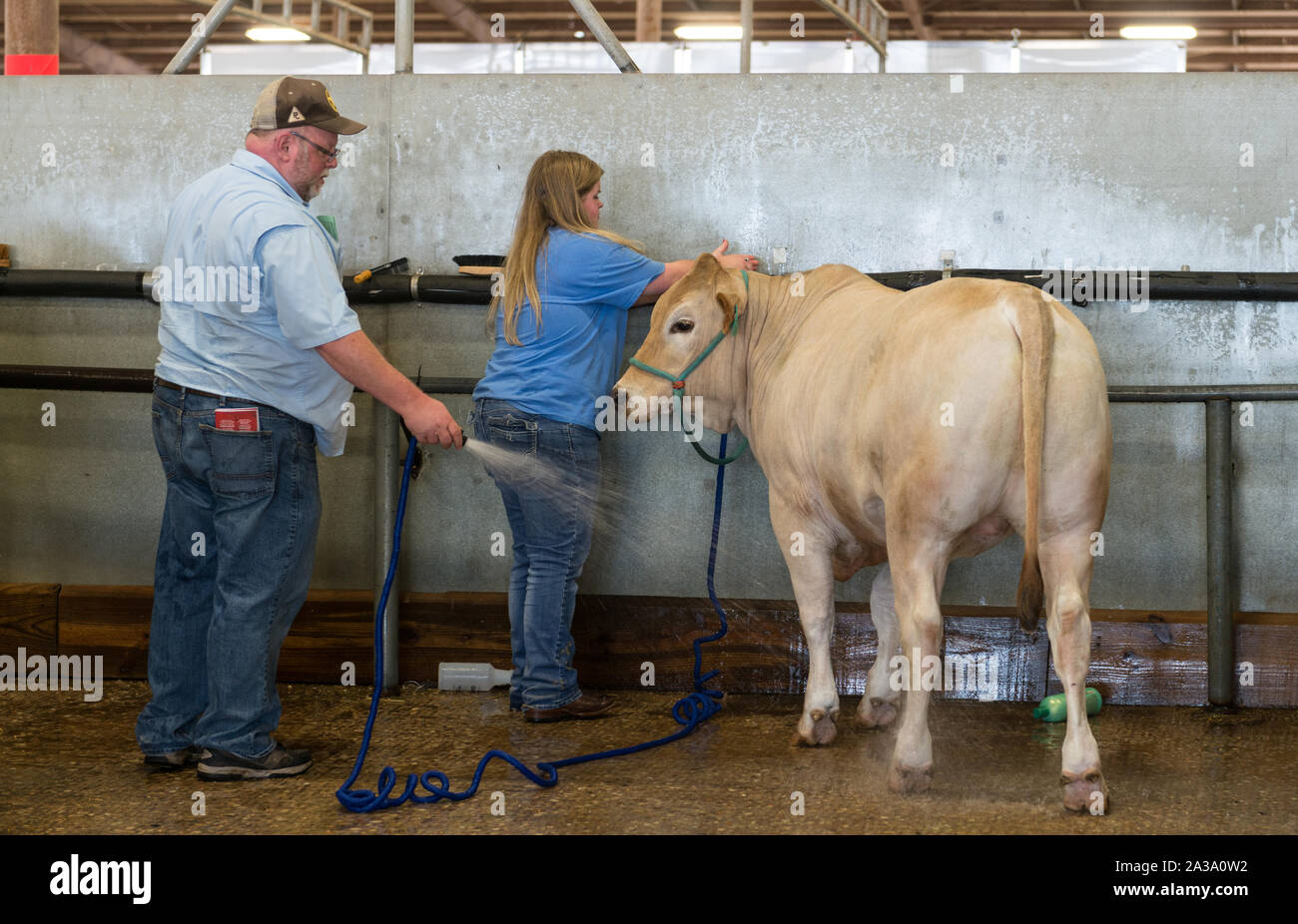 Austin livestock show cattle hi-res stock photography and images - Alamy