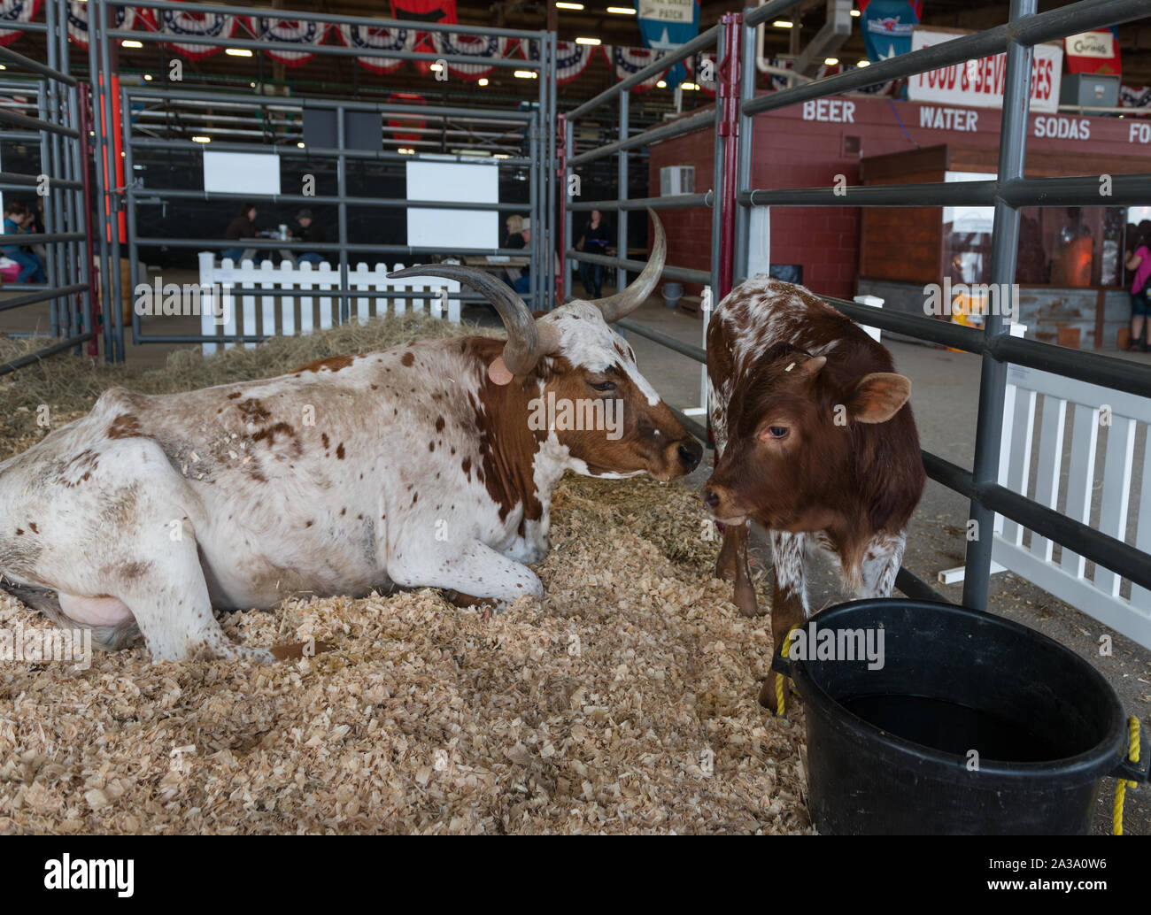 Scenes from the stock show portion of Rodeo Austin, the city's annual ...