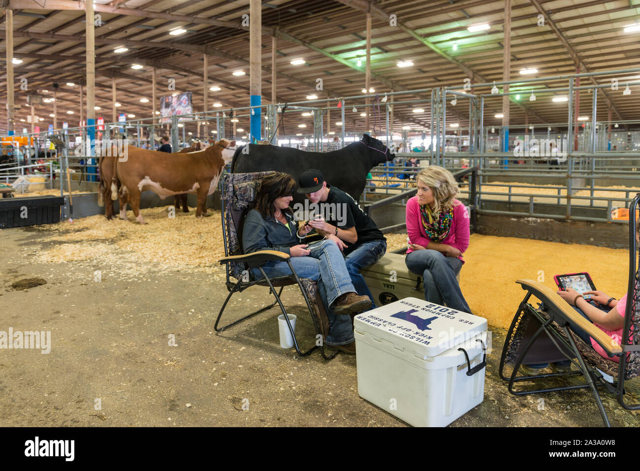 Austin livestock show cattle hi-res stock photography and images - Alamy