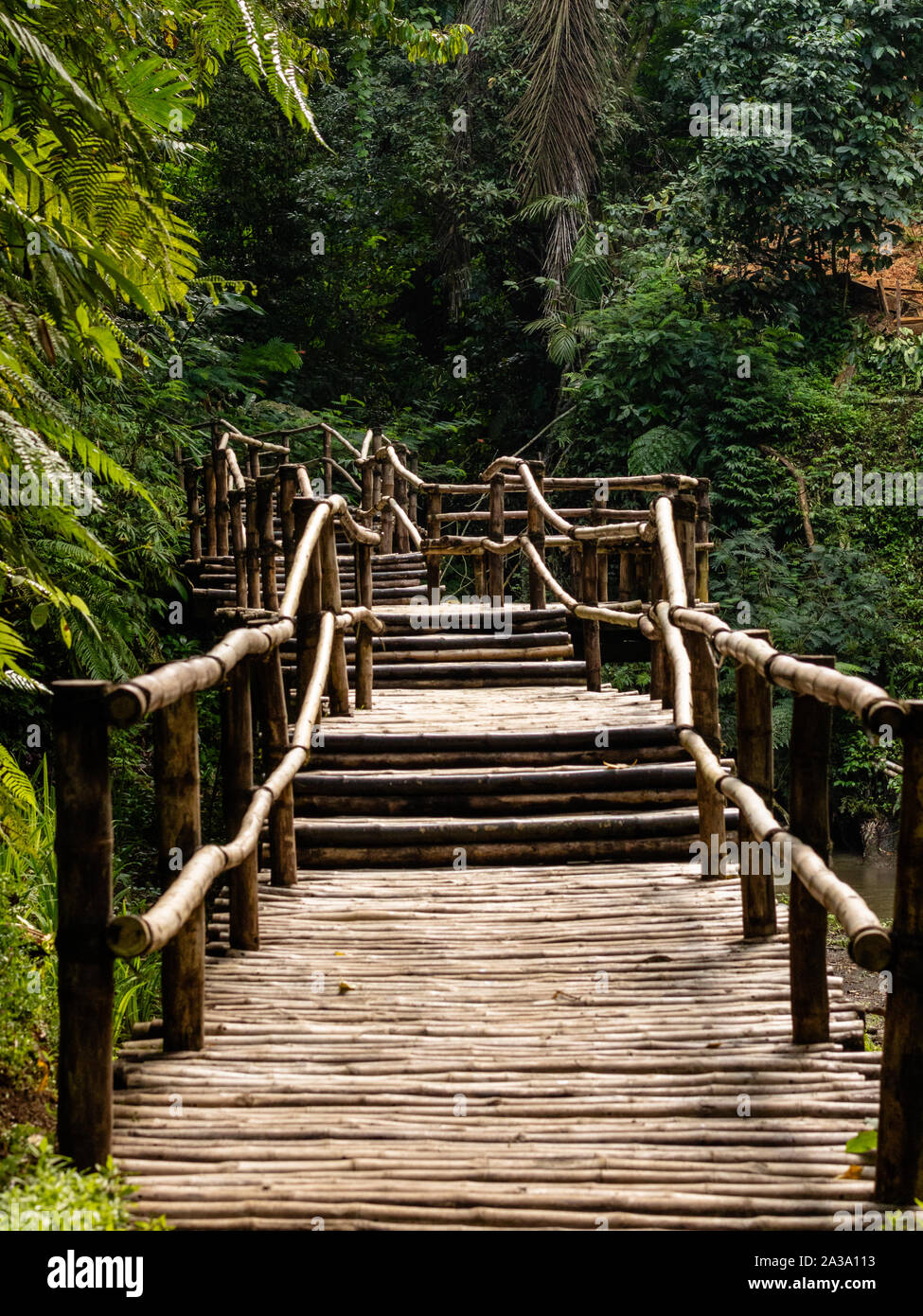 A bamboo bridge in a tropical forest with trees either side Stock Photo ...