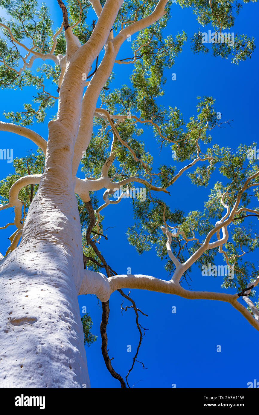Ghost Gum Tree Desert High Resolution Stock Photography and Images - Alamy