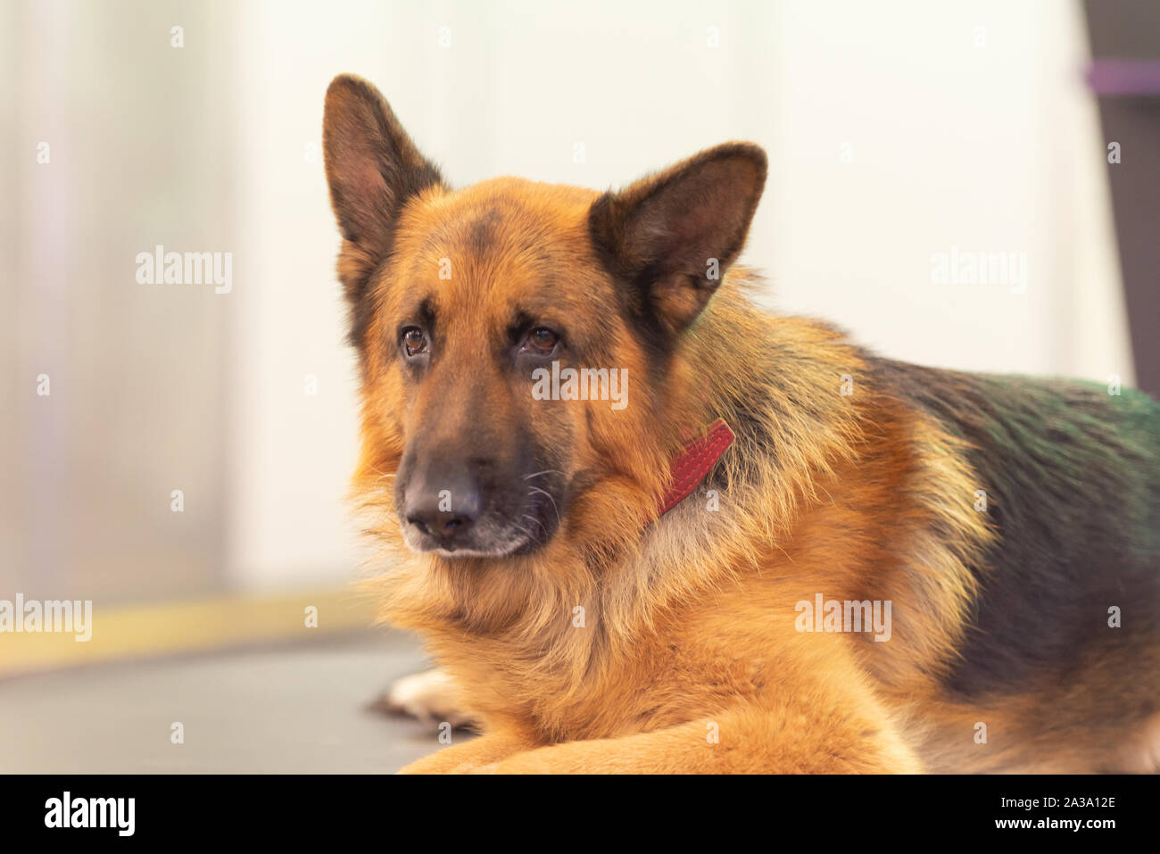 Sad german shepherd dog hi-res stock photography and images - Alamy