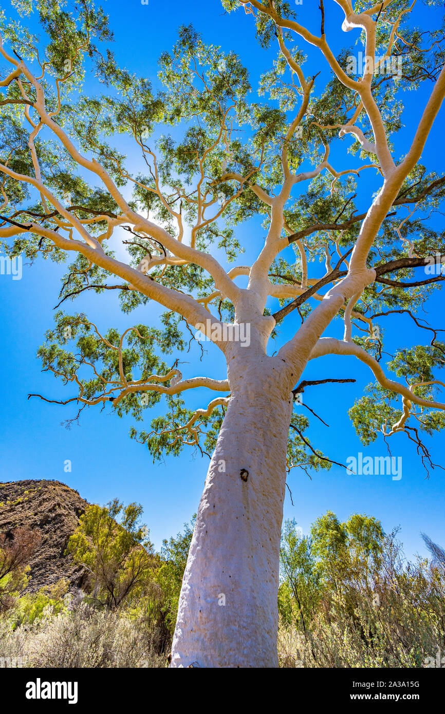The largest and oldest ghost gum tree in Australia sits within the East ...
