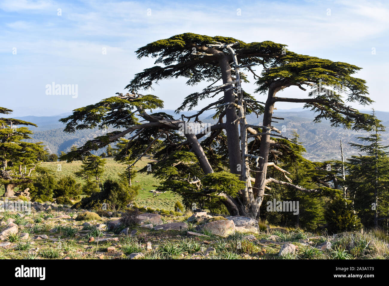 Atlas Cedar Forest in Mount Chelia in the Aures mountains in Algeria ...