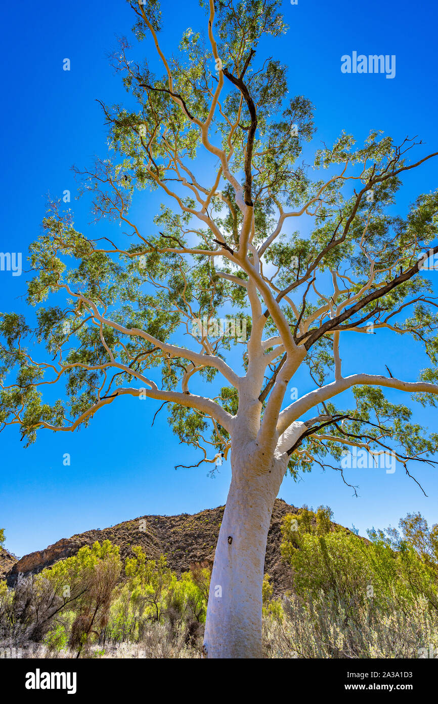 The largest and oldest ghost gum tree in Australia sits within the East ...